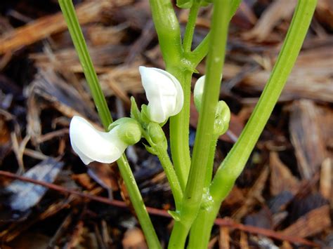 String Bean Hoot Acre Farm