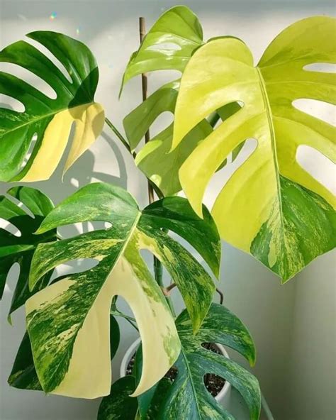 Monstera Deliciosa Aurea Variegata Đặc Điểm Cách Chăm Sóc