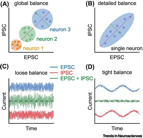 Regulation Of Circuit Organization And Function Through Inhibitory