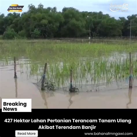 427 Hektar Lahan Pertanian Terancam Tanam Ulang Akibat Terendam Banjir