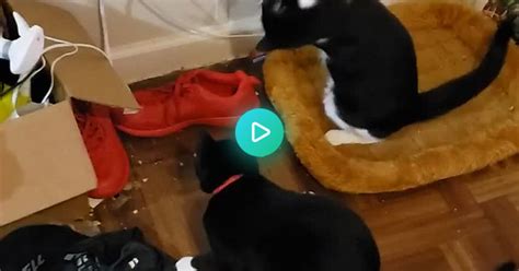 Squeaky Mouse Album On Imgur