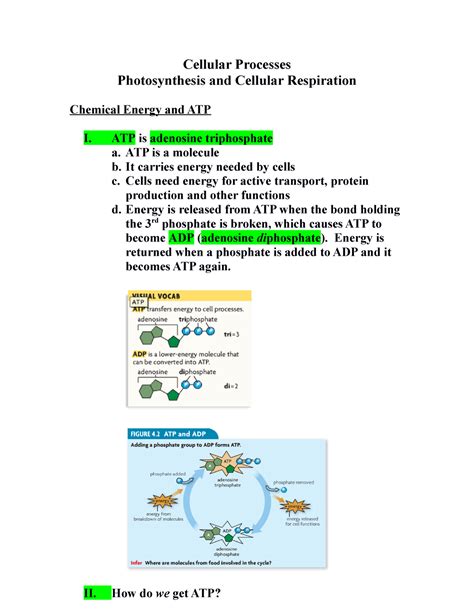 Cellular Processes Part Ii Photosynthesis And Cellular Resp Cellular