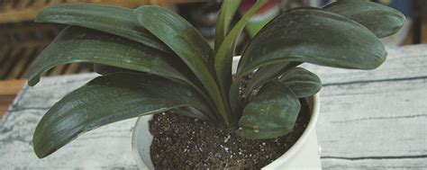 植物养护小妙招 花百科