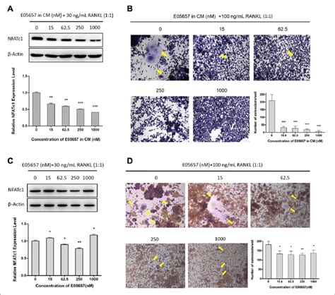 Inhibition Of Nfatc1 Expression And Osteoclastic Differentiation By Cms Download Scientific