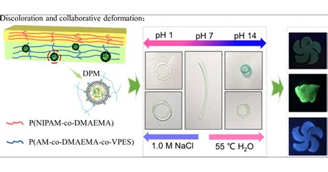Multiresponsive Bilayer Hydrogel Actuator With Switchable Shape Morphing Capability And Visible