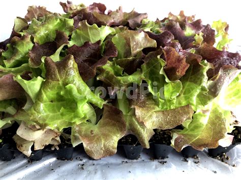 Plant 식물 Vegetable 야채 Food 사진 이미지 일러스트 캘리그라피 Janeja08작가