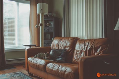 How Do You Stop Cats From Scratching Leather Furniture Successfully