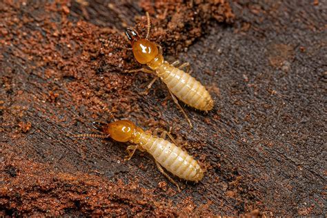 Termite Control Northwest Exterminating