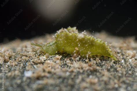 Solar Powered Sea Slug On Rock Elysia Viridis Elysia Viridisit Is A