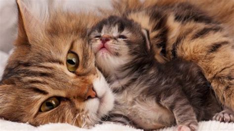 Power Apps Parsejson Function Get Collection From A Flow