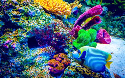 Coral Reef Plants