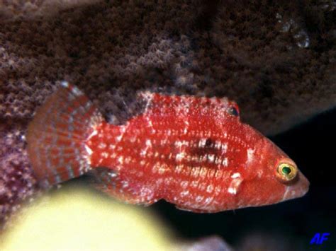 タコベラ Cheilinus bimaculatus NET de 水族館
