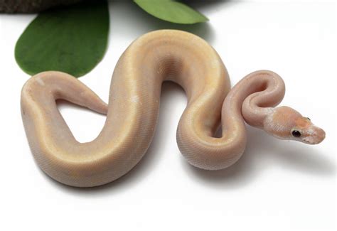 Banana Ghi Champagne Combo Female Dynasty Reptiles