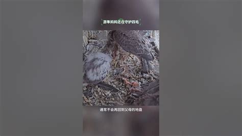 游隼幼鸟四毛的生活，它生活的如此艰难 Youtube