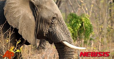 코끼리 상아 가격 중국서 1년반 만에 절반으로 뚝