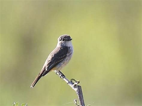森の自然誌野鳥野鳥リストハイイロキクイタダキモドキ