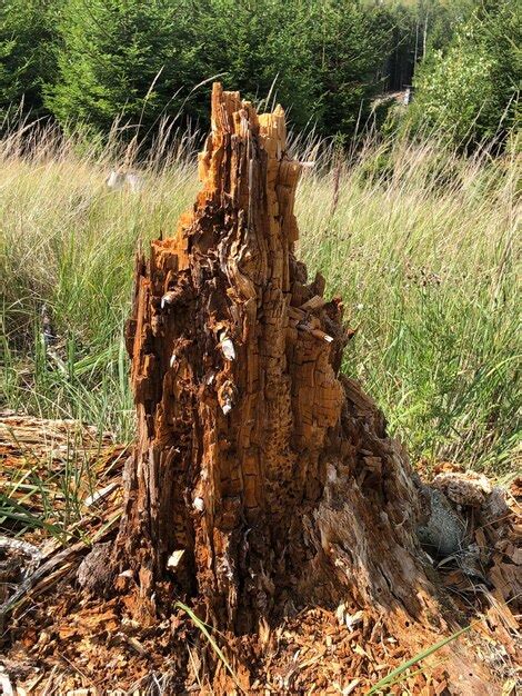 Premium Photo Tree Stump In Forest