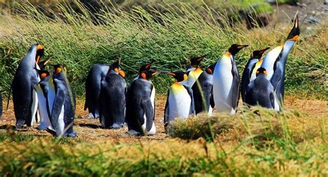 Parque Pinguino Rey Tierra Del Fuego Desde Punta Arenas