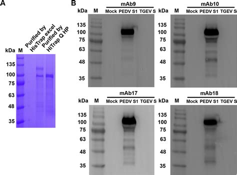 Identification Of Anti S Mabs By Western Blot A The Recombinant Pedv