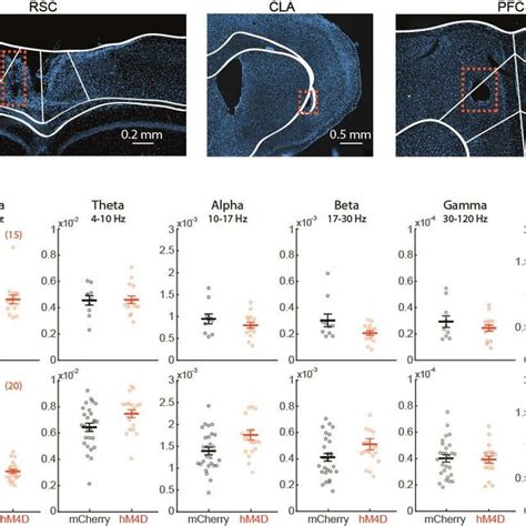 Claustrum Mediated Alteration Of Fronto Parietal Communication During Download Scientific