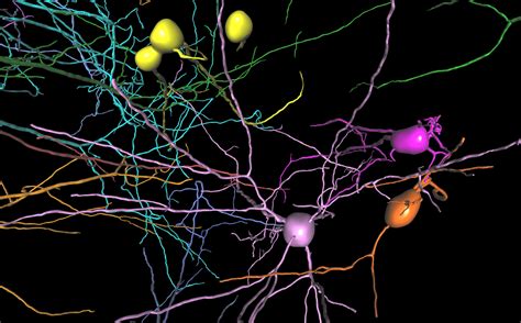 Ascb Embo 2019 Poster Fast And Predictive 3d Neuron Reconstruction For