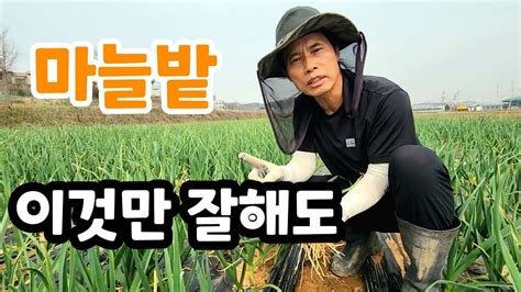 월 마늘 병충해 이것만 잘해도 대박 난다 YouTube