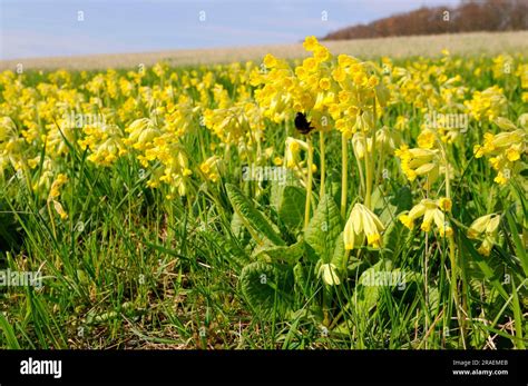 Flower Meadow With Meadow Common Cowslip Primrose Primula Veris