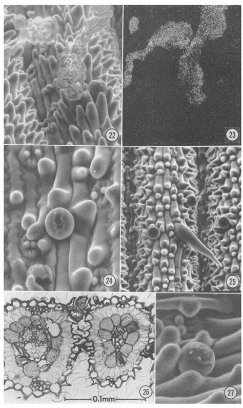 Figure 6 Ecological Adaptations Of Salt Marsh Grass
