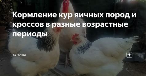 Кормление кур яичных пород и кроссов в разные возрастные периоды Курочка Дзен