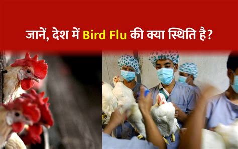 Bird Flu देश के इन 11 राज्यों में हुई बर्ड फ्लू की पुष्टि Bird Flu