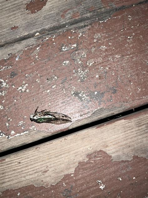 Huge Winged Bug W Bigg Eyes R Whatsthisbug