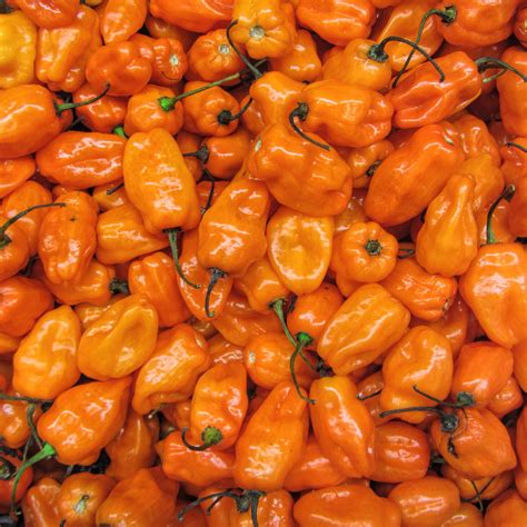 Organic Habanero Orange Pepper Seeds Sweet Yards