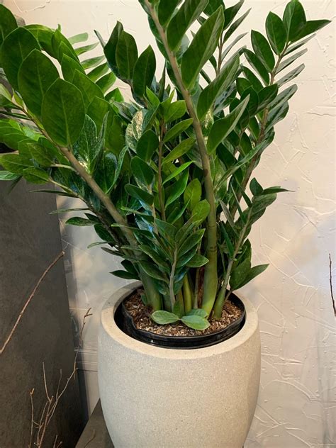 Z Z Plant