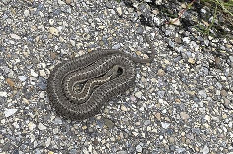 Thirsty Hognose Snake Raww