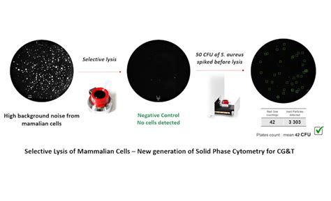 Same Day Results For Cell And Gene Therapy Products
