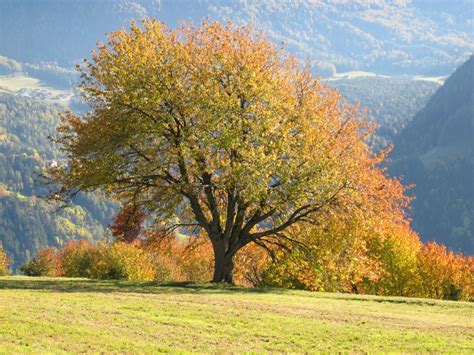South Tyrol Deciduous Tree Fall Foliage Free Photos On