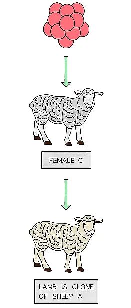 Genetic Engineering And Cloning Biology For Grade 10 PDF Download