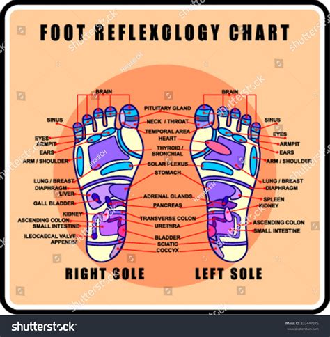 Foot Reflexology Chart Accurate Description Corresponding Stock Vector Royalty Free 333447275