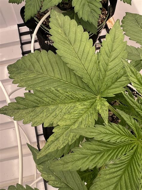 What Would You Say Causes This Leaf Discoloration Rmacrogrowery