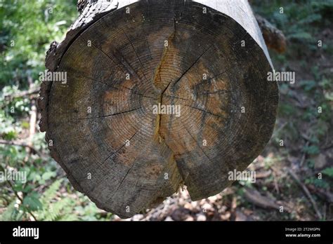 Tronco Nel Bosco Hi Res Stock Photography And Images Alamy