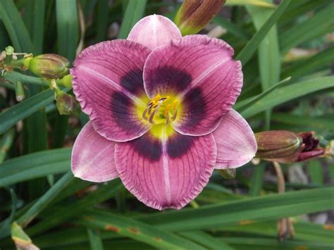 Daylily Hemerocallis Pugsley In The Daylilies Database