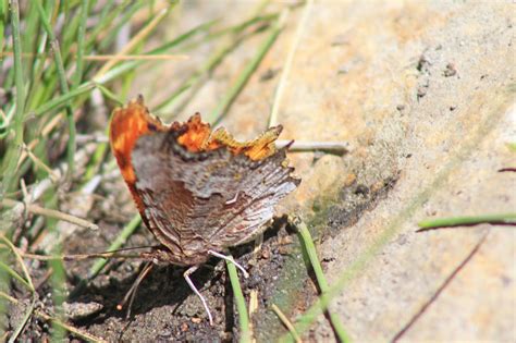 Camissonias Critter Life List Hoary Comma Polygonia Gracilis