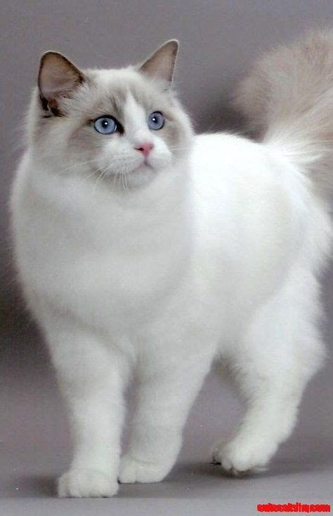 Cat Siberian Ragdoll