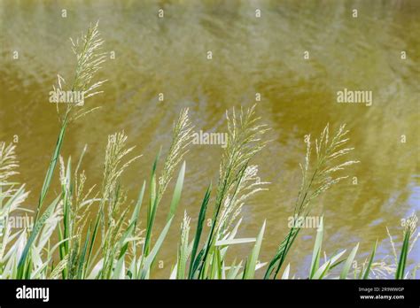 Green Also Known As Great Manna Grass Reed Mannagrass Glyceria Maxima And Reed Sweet Grass