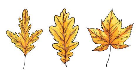 Set Of Autumn Leaves Oak And Maple Leaf Line Drawing With Yellow And Orange Color 48922236