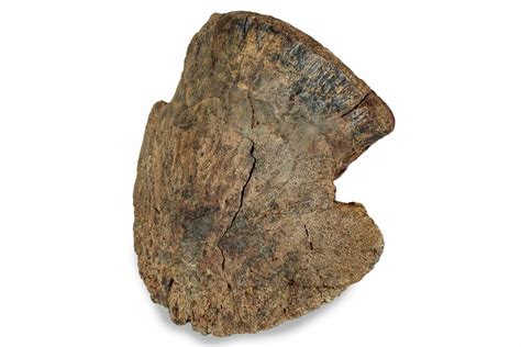 42 Hadrosaur Edmontosaurus Ungual Claw South Dakota 242870
