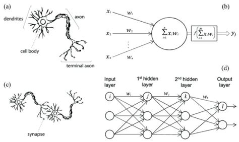A Biological Neuron In Comparison To An Artificial Neural Network A