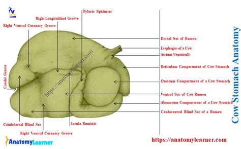 Ruminant Stomach Anatomy