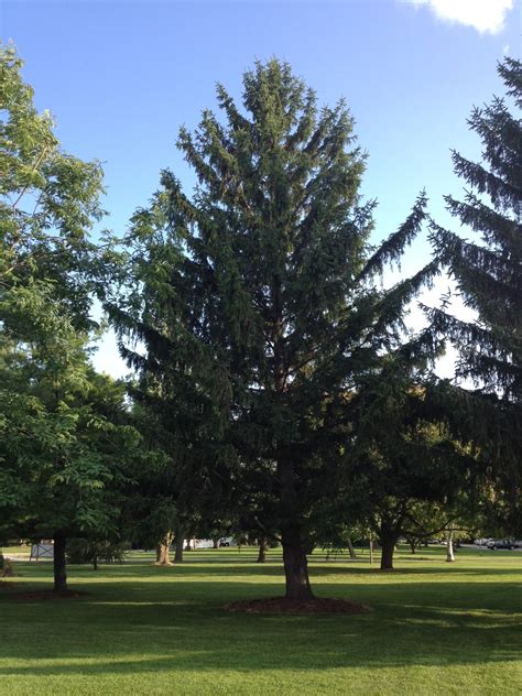 Picea Abies - Pépinière Cramer Inc.