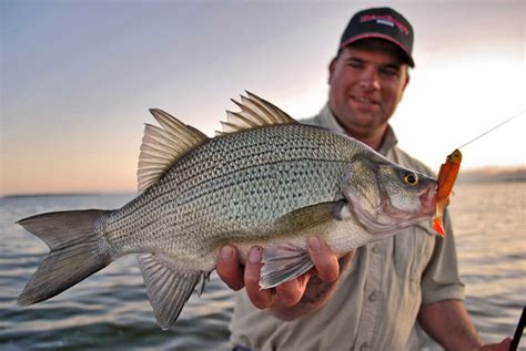 Spring White Bass Fishing In Utah Lake Utah Stories